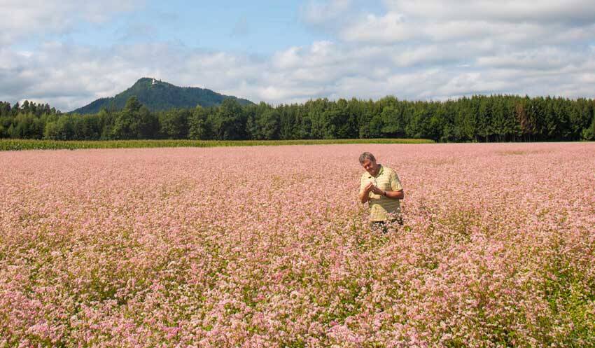 Der Hadn ist gesundes Kraftkorn aus Südkärnten