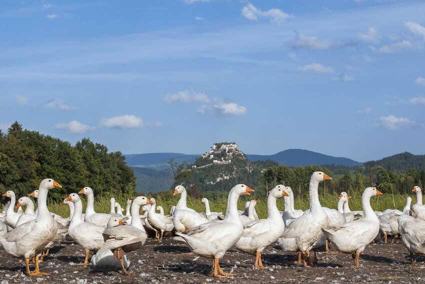 Gansl Zeit in Kärnten