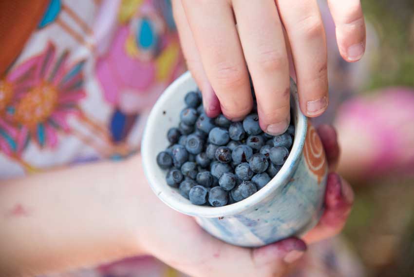 Rezepte mit Schwarzbeeren: Das blaue Wunder der Küche